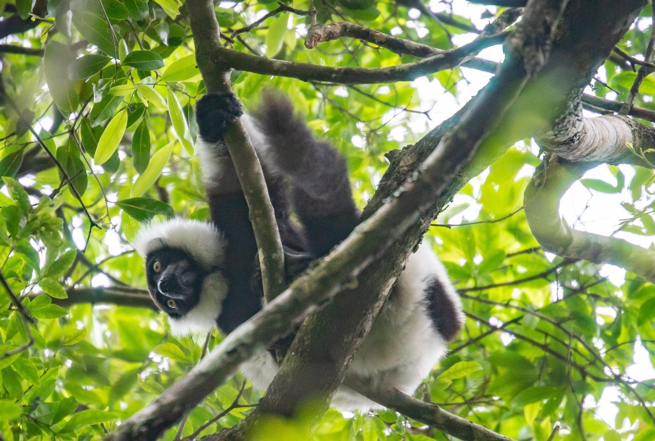 Monkeyland-KZN - The Hidden Forest Wildlife Sanctuary in Ballito ...