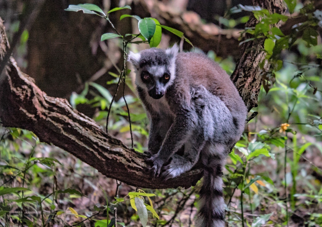 Monkeyland-KZN - The Hidden Forest Wildlife Sanctuary in Ballito ...