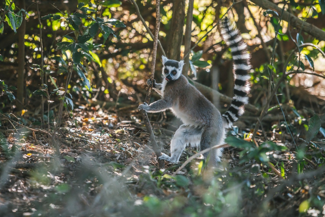 Monkeyland-KZN - The Hidden Forest Wildlife Sanctuary in Ballito ...