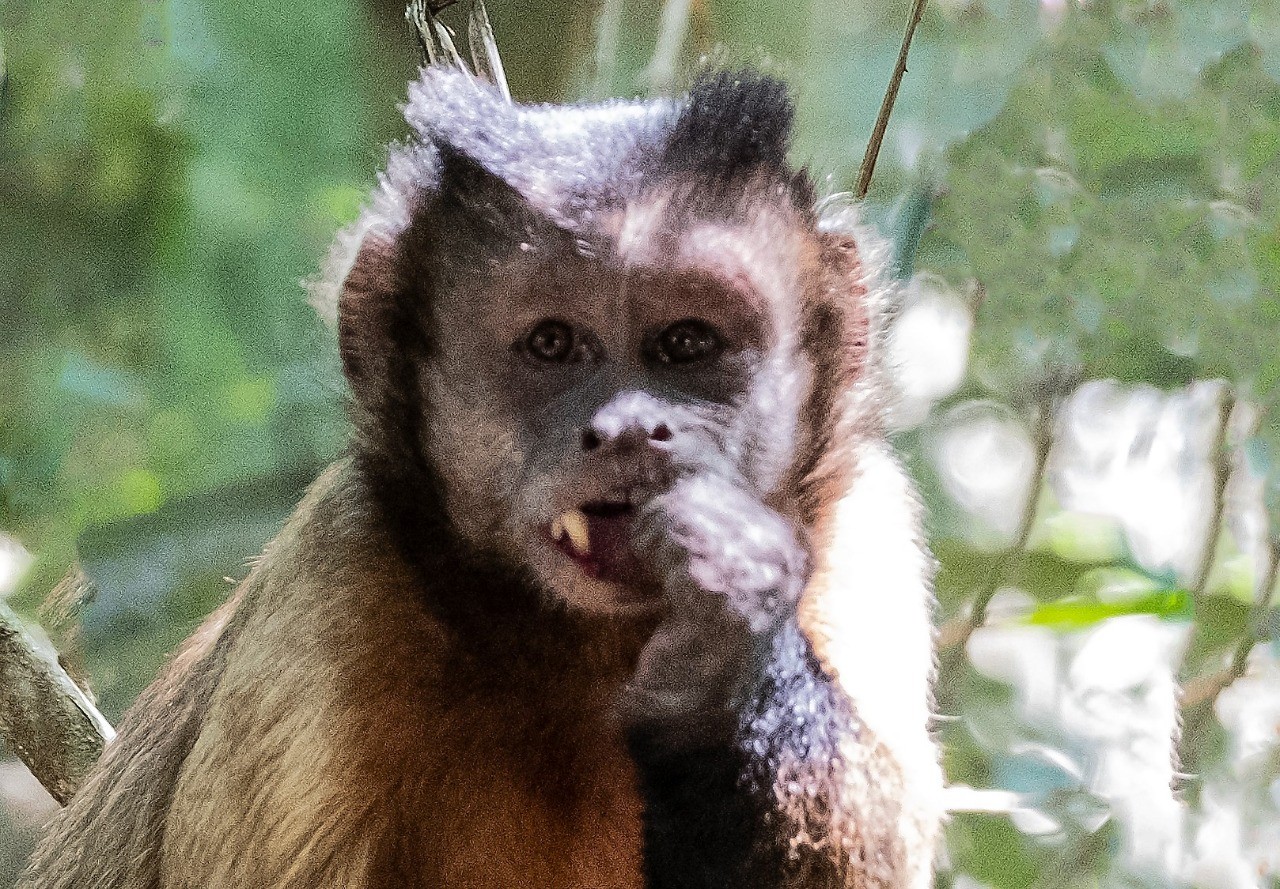 Monkeyland-KZN - The Hidden Forest Wildlife Sanctuary in Ballito ...