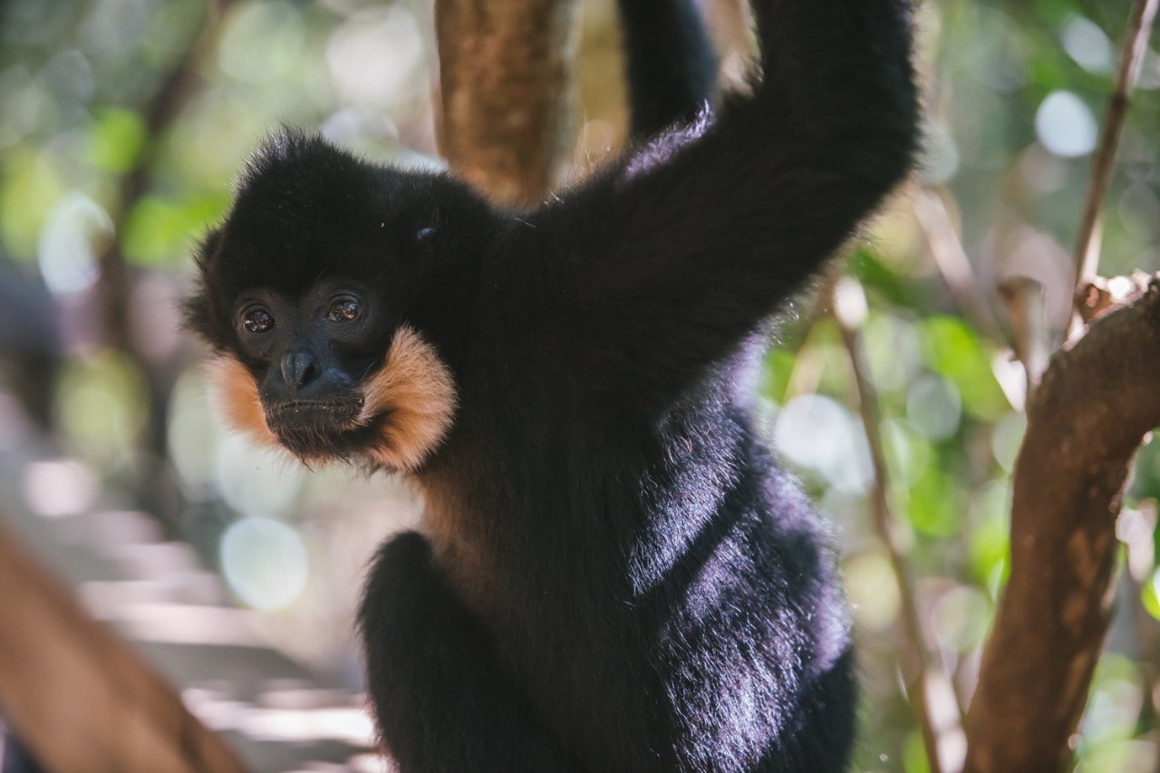 Monkeyland-KZN - The Hidden Forest Wildlife Sanctuary in Ballito ...