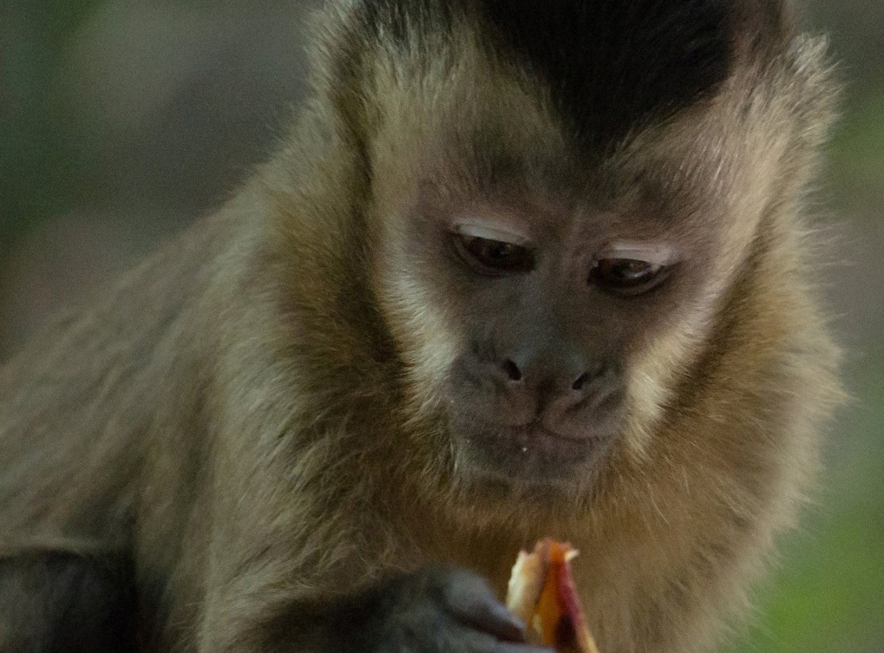 Monkeyland-KZN - The Hidden Forest Wildlife Sanctuary in Ballito ...