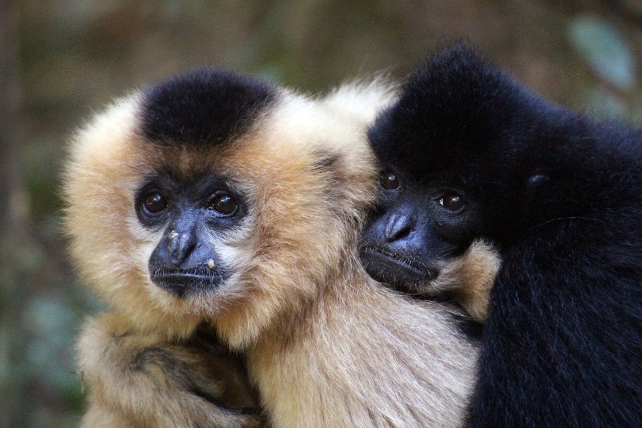 Monkeyland-KZN - The Hidden Forest Wildlife Sanctuary in Ballito ...
